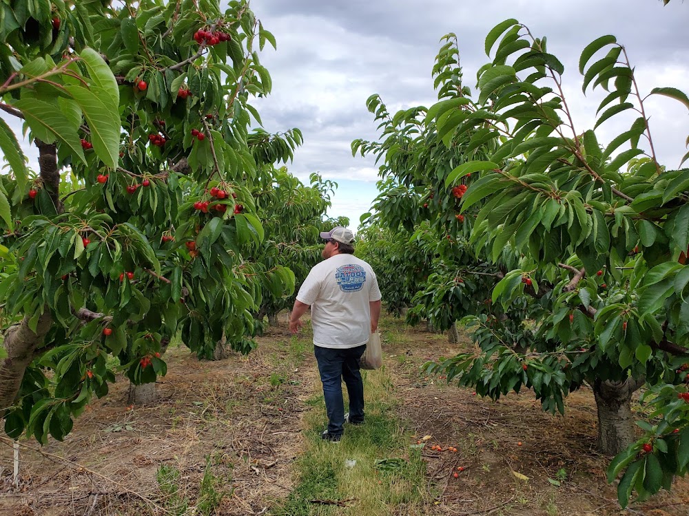 Lees Orchard - Orchard in Dilston - Website