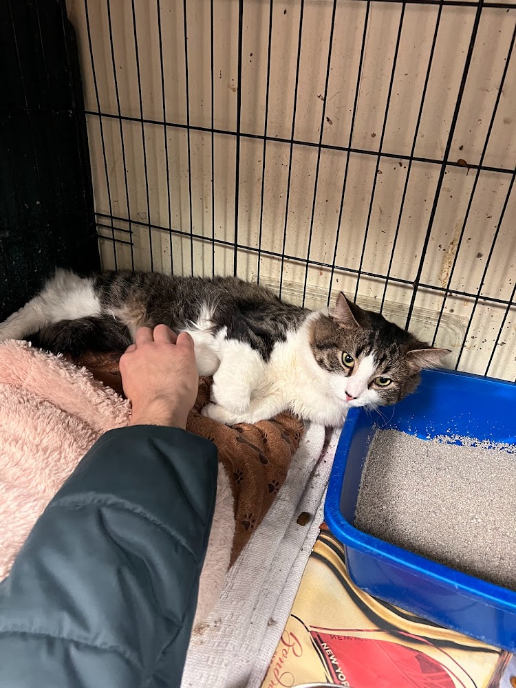 Mayflower Sanctuary - Animal rescue service in Bawtry - Website