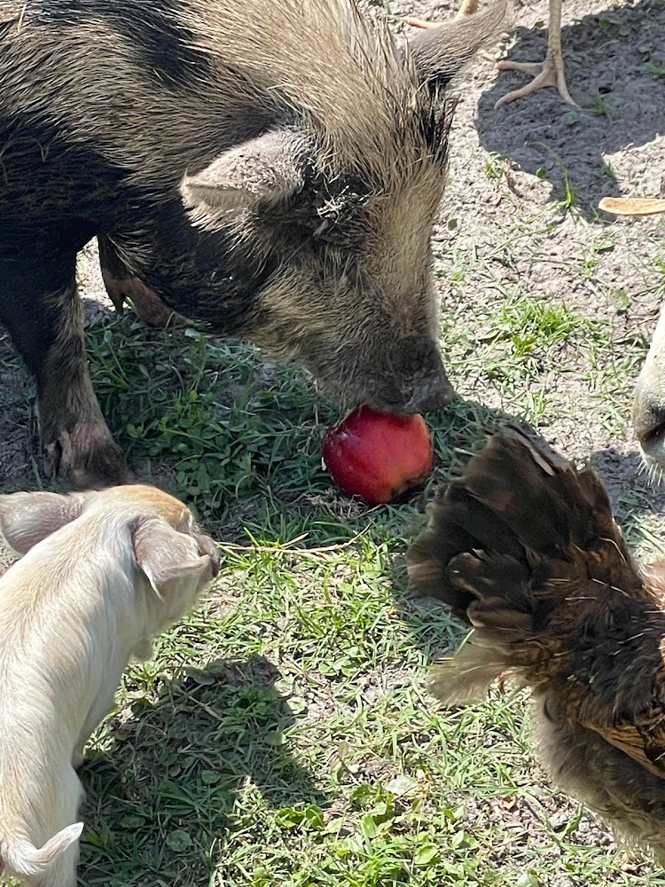 Cowford Farm - Petting Zoo in Southwest - Website